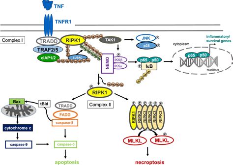 Tnfr1 Signalling Binding Of Tnf To Tnfr1 Results In The Formation Of