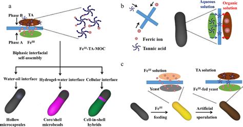 A Schematic Representation Of Interfacial Supramolecular