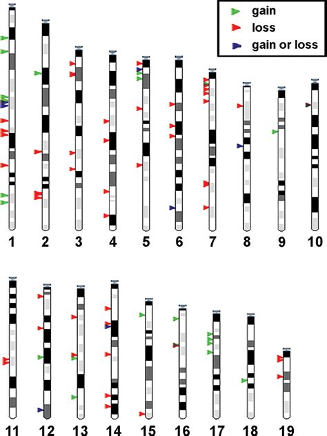 Genome Wide Distribution Of Cnvs The Ideograms Depict Chromosomal