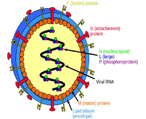 Structure Of Nipah Virus [12] Download Scientific Diagram