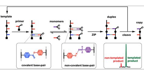 H Bond Templated Oligomer Synthesis Using A Covalent Primer Journal
