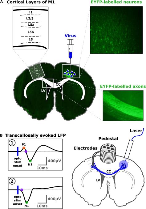 Frontiers Dose Response Relationship Between The Variables Of
