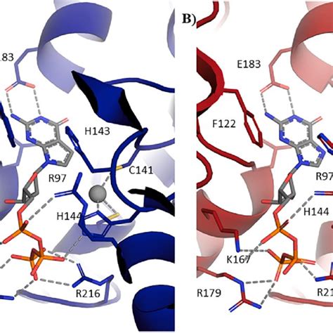 Substrate Binding In The Active And Inactive Gch1 Gfrp Complexes Stick