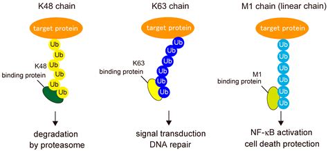 Cells Free Full Text Biochemistry Pathophysiology And Regulation