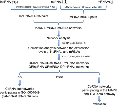 The Reconstruction Process Of The Lncrna Mirna Mrna Network First