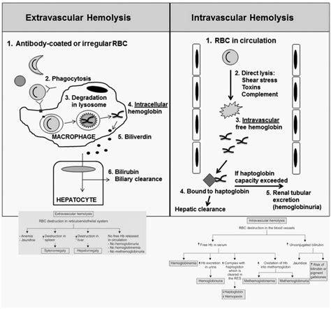 hemolytic anemia quick review epomedicine