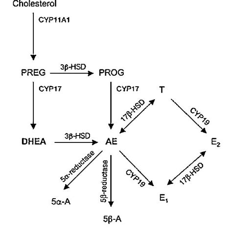 Simplified Diagram Of Sex Steroid Synthesis Steroids Preg