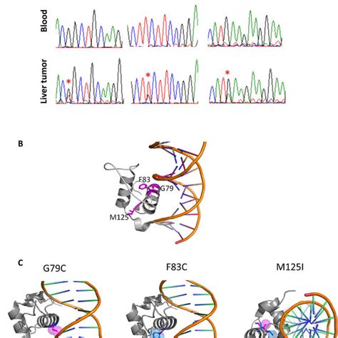 Dna Binding Properties Of Hnf4a Mutants A Electrophoretic Mobility Download Scientific