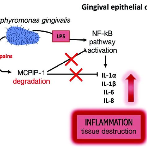 Schematic Representation Of The Putative Role Of Rgpa In The Regulation