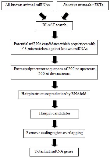 Workflow For Computational Identification Of Potential Mirna Gene