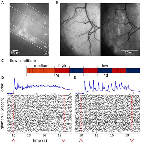Frontiers Plume Dynamics Structure The Spatiotemporal Activity Of