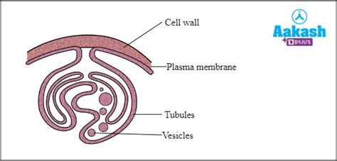 Cytoplasm Structure And Function In Biology Definition Types And