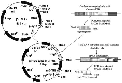 Amplified Ragb And Mgitrl Genes Were Inserted Into The Eukaryotic