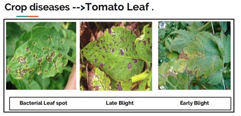 Crop Plant Disease Identification Using Mobile App By Manikanta