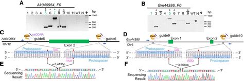 Generation Of Mouse Conditional Knockout Alleles In One Step Using The