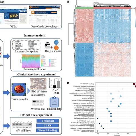 Identification Of Differentially Expressed Autophagy Related Genes