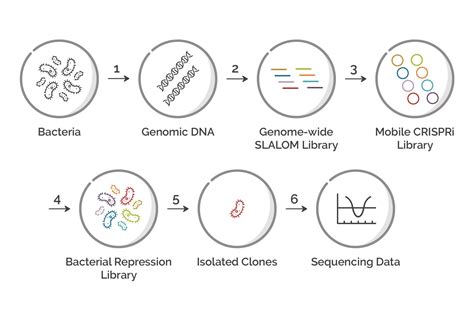 Genome Wide Screening In Diverse Bacteria With Slalom And Mobile Crispri