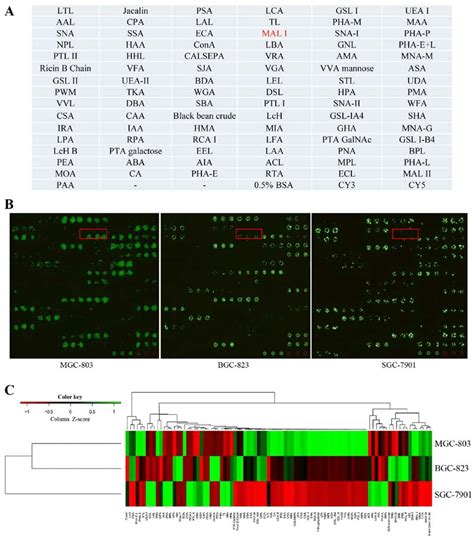 Identification Of Metastasis Specific Lectin Binding To Gc Cells A