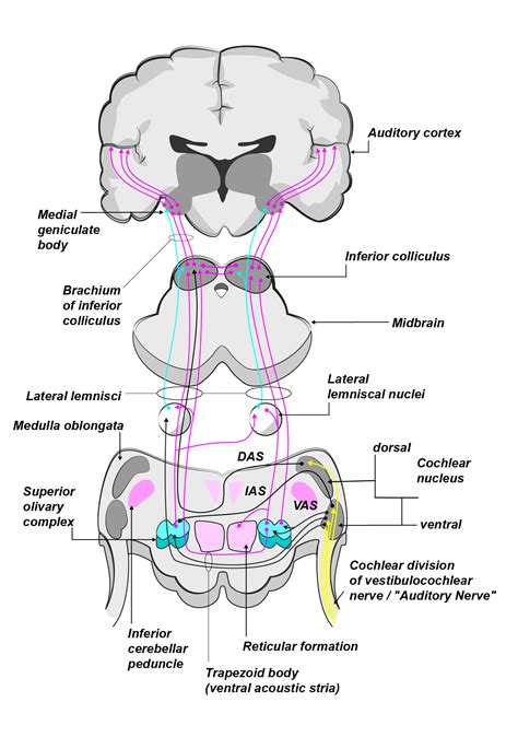 Auditory Pathway Diagram