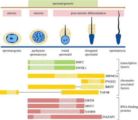 Transcription And Post Transcriptional Regulation Of Spermatogenesis