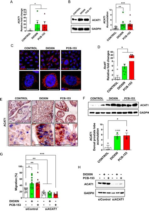 Dioxin And Pcb 153 Target Acat1 Deregulation To Increase Migration Of