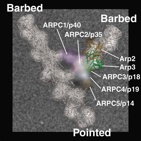 Arp2 3 Complex Cell