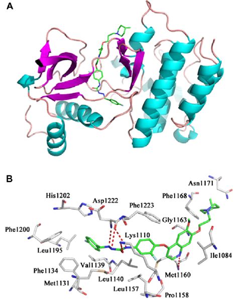The Proposed Binding Mode Of Compound 22b And C Met Kinase A The