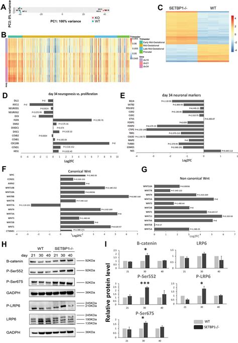 Genome Wide Transcriptome Profiling Revealed Setbp1 Regulation Of Wnt