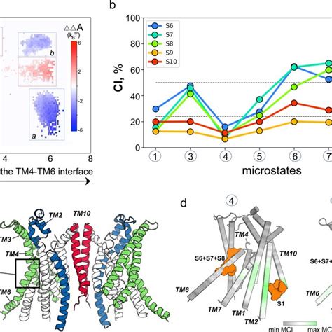 Allosteric Coupling Between The Distal Ca²⁺ Binding Site And The Groove