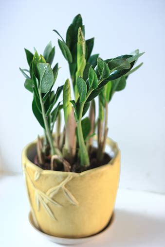 Zamioculcas Zamiifolia Tanaman Rumah Hijau Alias Pohon Dolar Foto Stok