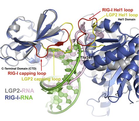 Rig I Recognition Of Rna Targets The Influence Of Terminal Base Pair