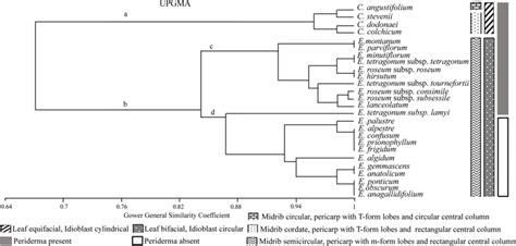 Dendrogram Resulting From Cluster Analysis Upgma Of Chamaenerion And