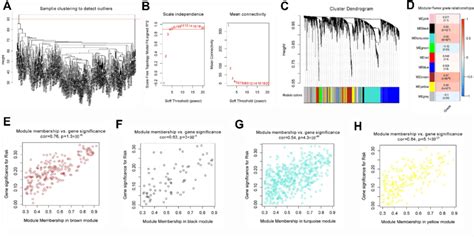 Weighted Correlation Network Analysis A Four Samples Show