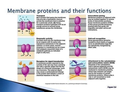 Ppt The Plasma Membrane And Cell Transport Powerpoint Presentation