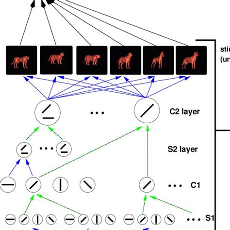 Pdf Cbf A New Framework For Object Categorization In Cortex