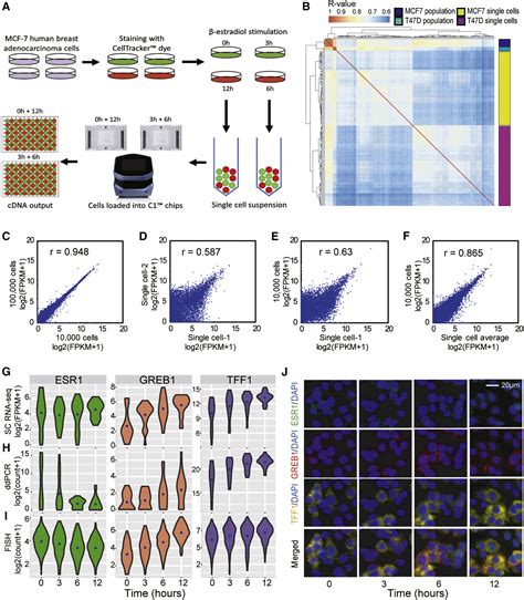 Single Cell Transcriptome Analysis Reveals Estrogen Signaling