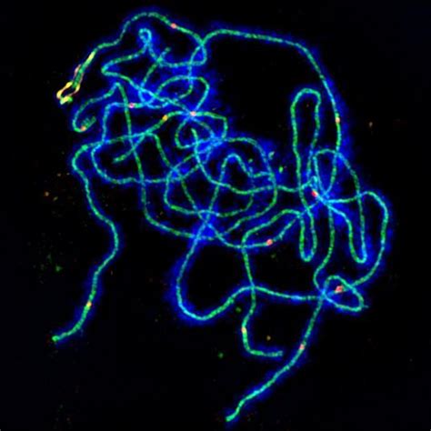 how sex cells get the right genetic mix an interdisciplinary approach