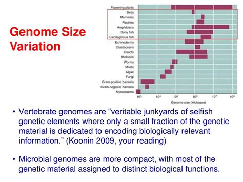 Ppt Genome Evolution Powerpoint Presentation Free Download Id 2584527