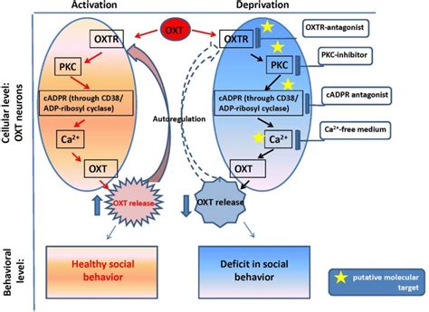 Oxytocin Positive Feedback Control And Oxytocin Signaling In