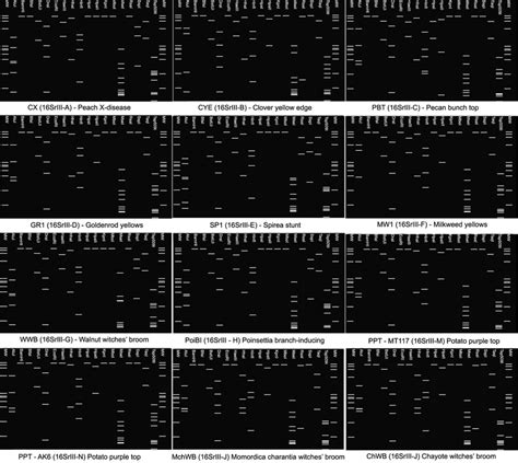 Virtual Restriction Fragment Length Polymorphism Patterns Generated