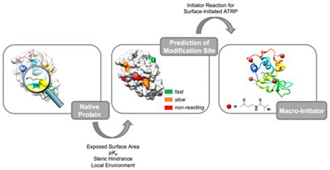 Tertiary Structure Based Prediction Of How Atrp Initiators React With