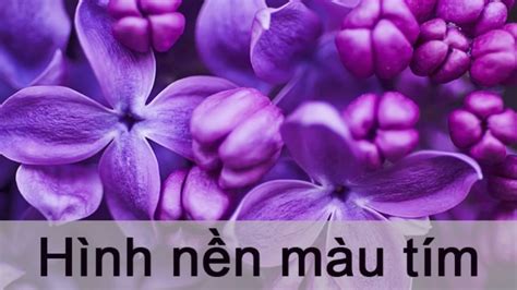 87 Hình Nền Powerpoint Hoa đẹp đẹp Nhất Trường Tiểu Học Tiên Phương