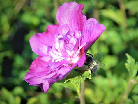 Raspberry Smoothie Althea Next Generation Landscape Nursery