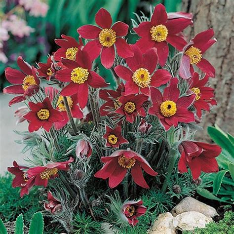 Pulsatilla Vulgaris Rubra Rote Glocke Red 20 Pasque Flower Seeds Etsy