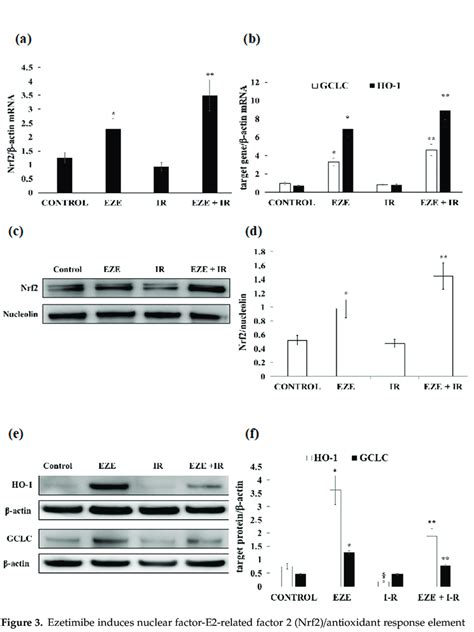 Ezetimibe Induces Nuclear Factor E2 Related Factor 2 Nrf2 Antioxidant
