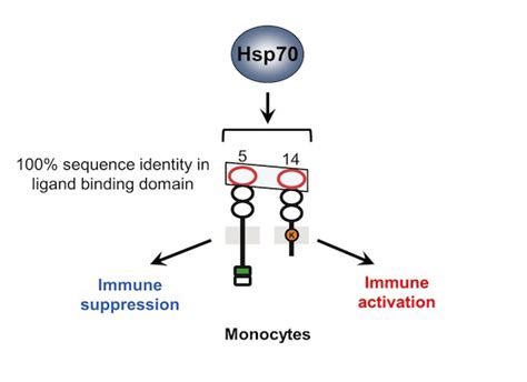 Immunomodulatory Activity Of Extracellular Hsp70 Mediated Via Paired