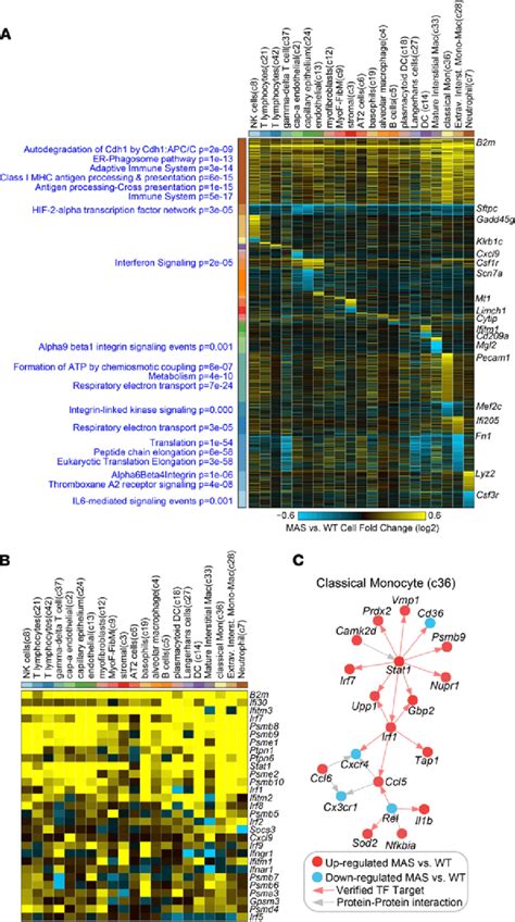 Ifn Signaling Networks Are Broadly Impacted In Distinct Mas Cell