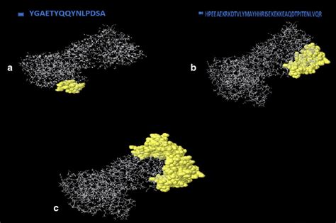 A And B Represent Topological Views Of Linear B Cell Epitopes Predicted