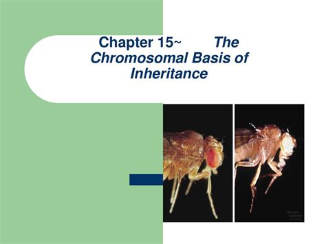 Chapter 15~ The Chromosomal Basis Of Inheritance Ppt Download