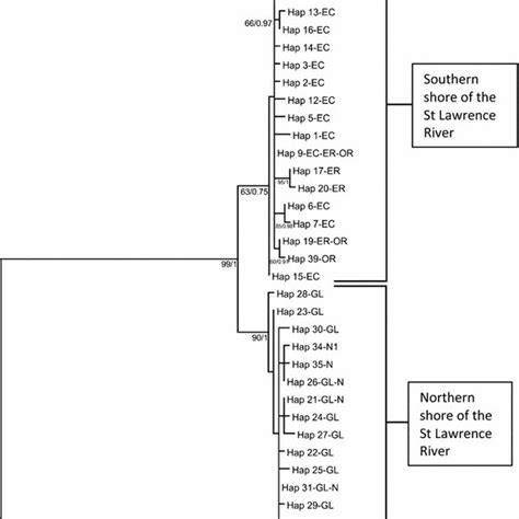 Phylogenetic Relationships Based On Maximum Likelihood Ml And